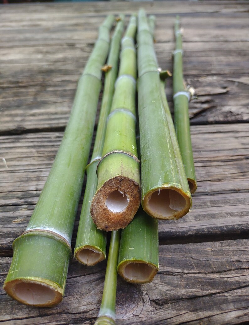 Natural River Cane Bamboo - Etsy