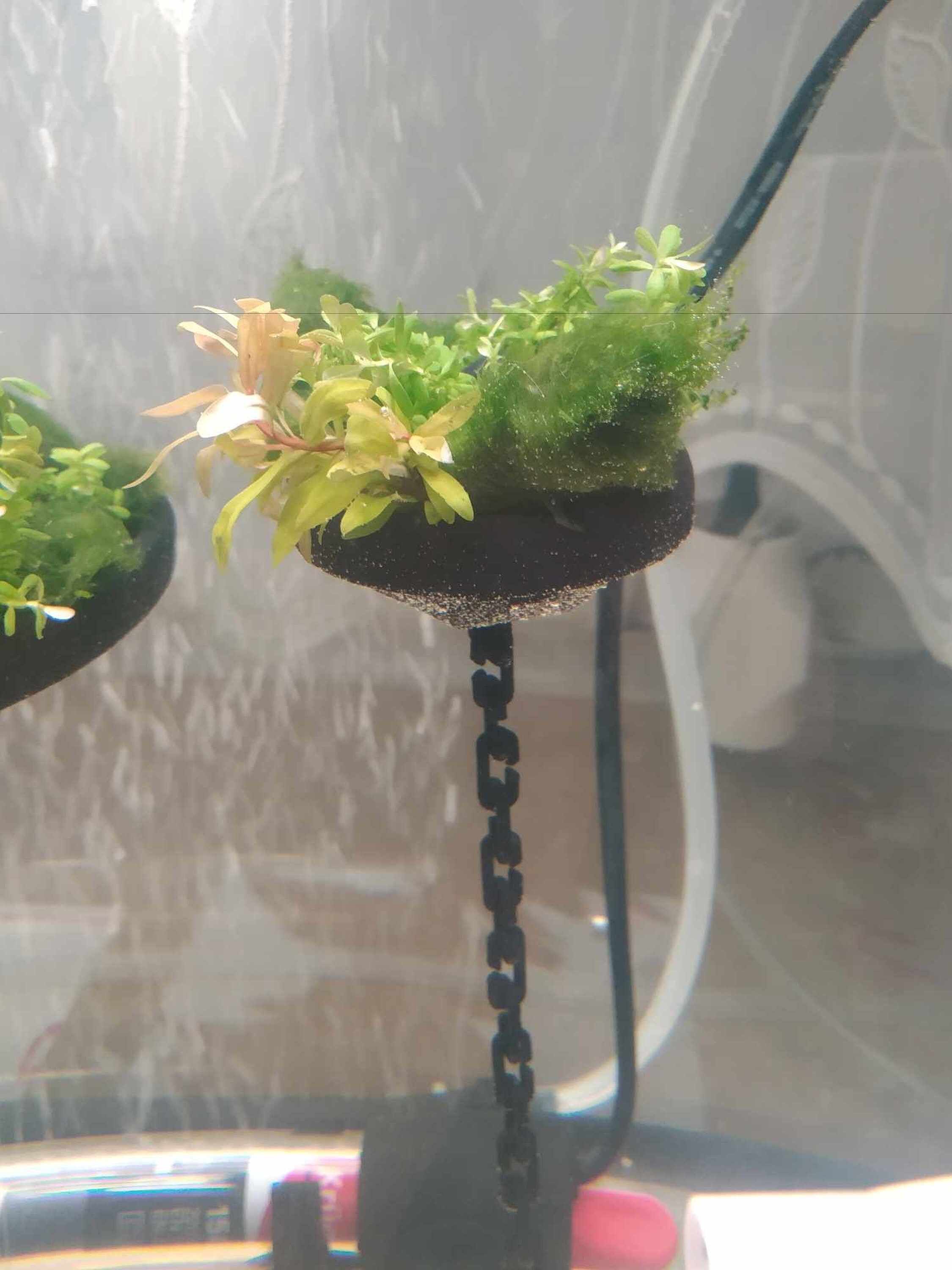 Ornament for Decorating the Aquarium. Floating Island. Any Length of ...