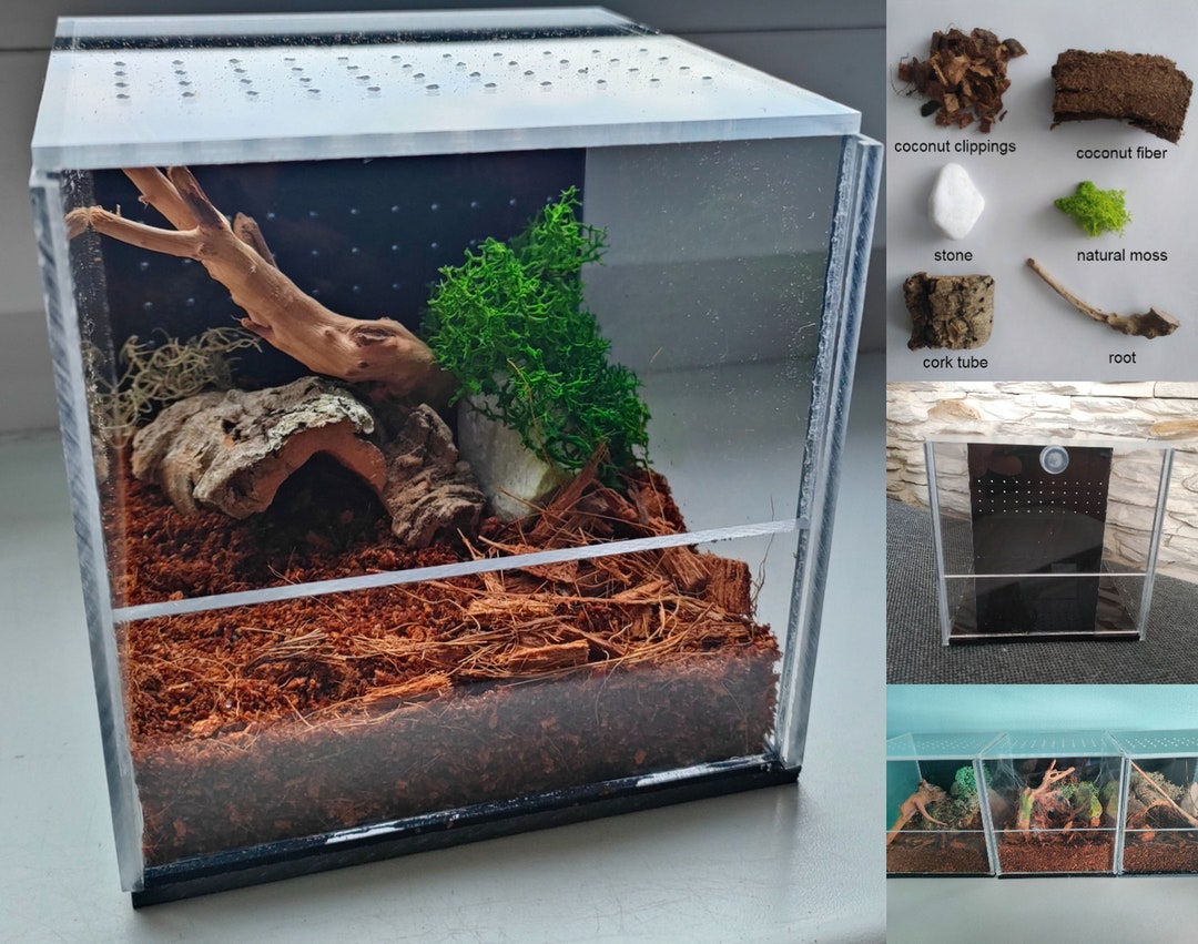 A Unique Terrarium. Starter Set. Terrarium for Tarantulas /spiders ...