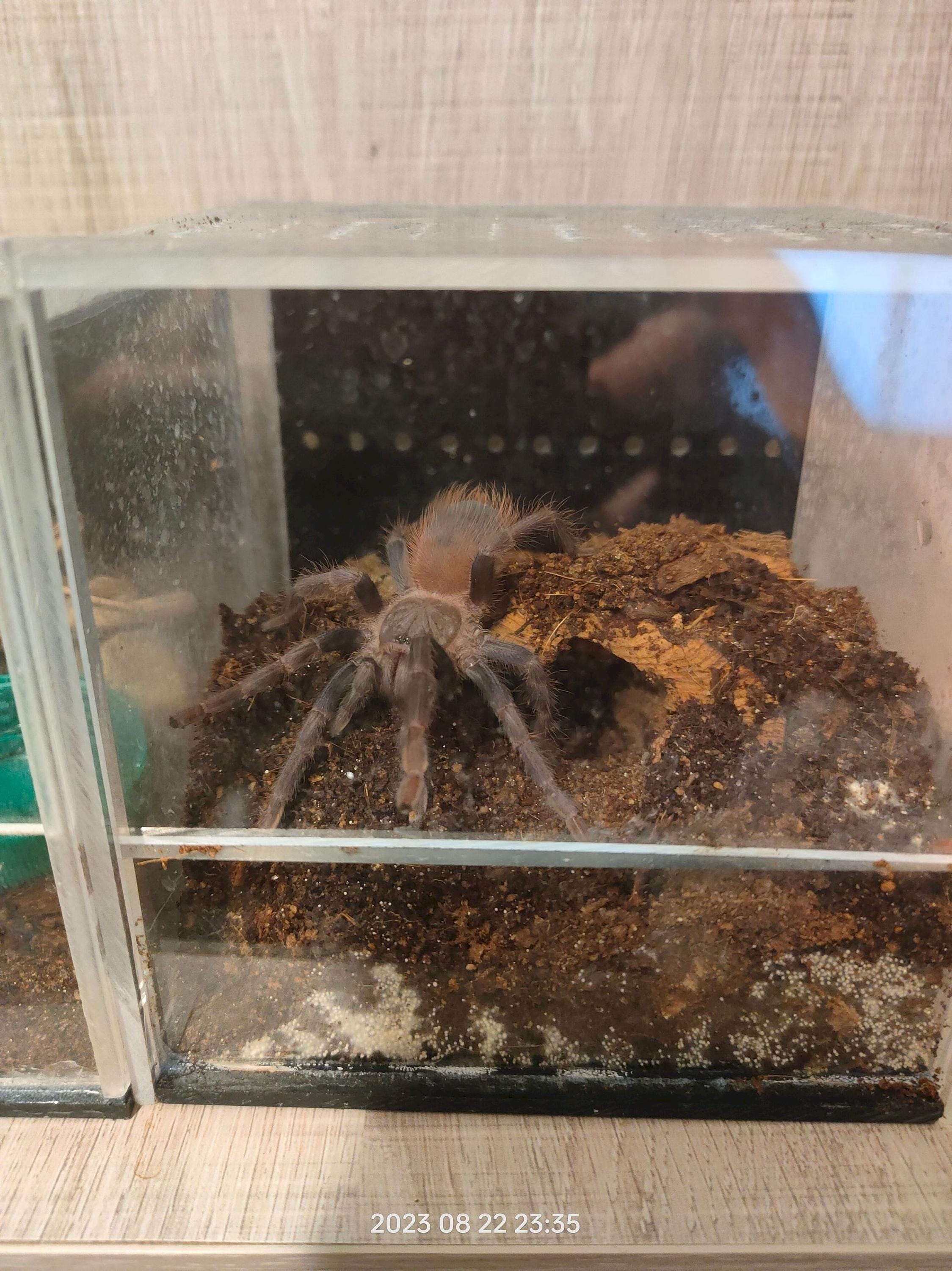 A Unique Terrarium. Starter Set. Terrarium for Tarantulas /spiders ...