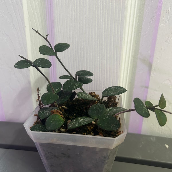 Hoya Mathilde - Etsy