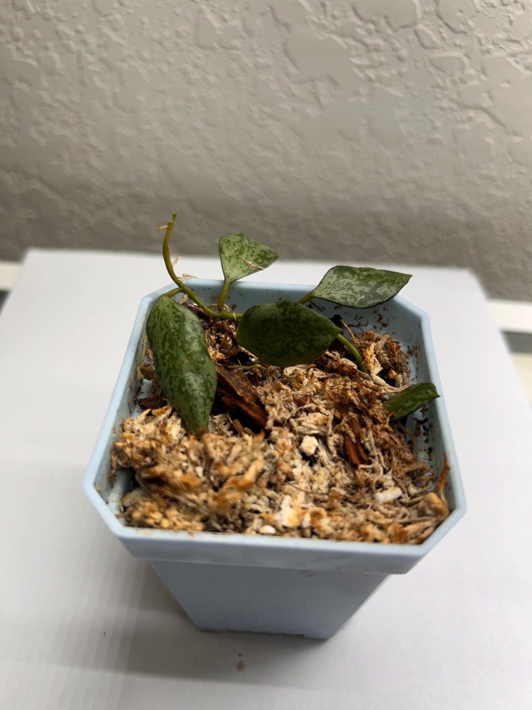 Hoya Lacunosa Leopard Skin - Etsy