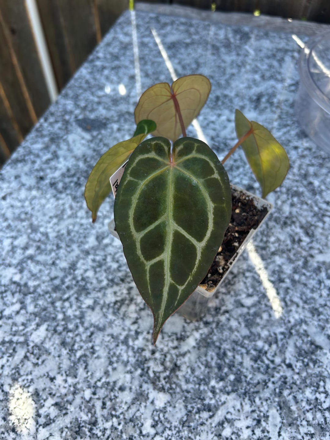 Anthurium NSE Red Crystal X (brielle X Red Crystal) - Etsy