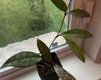 Ghost Hoya Pubicalyx Pink Silver Ghost Stable Full Silver Splash, Rare Unicorn Hoya Pubicalyx ...