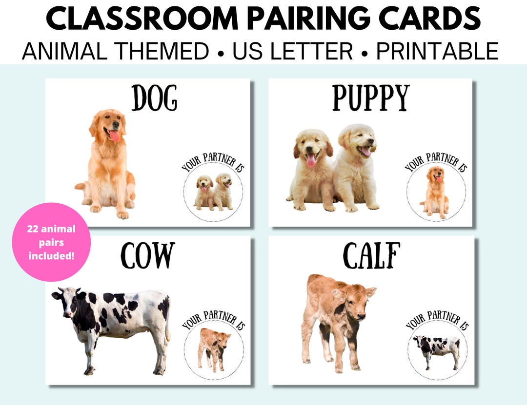 Classroom Partner Pairing Cards – Animal Themed, Classroom Management ...