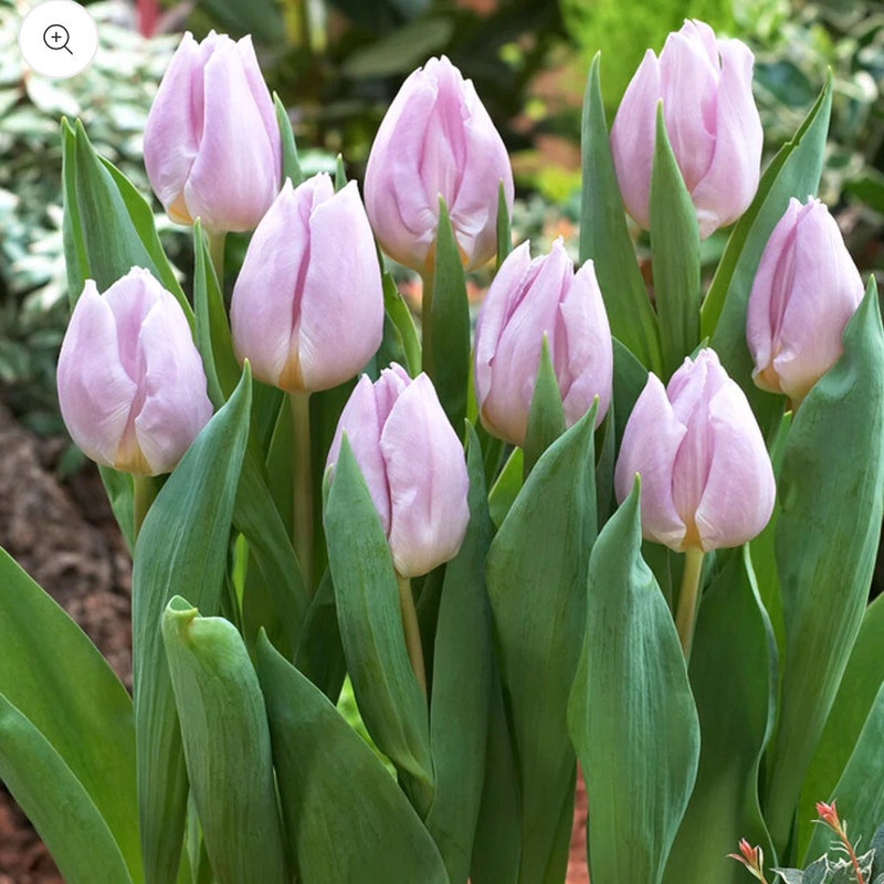Tulip Seeds - Etsy