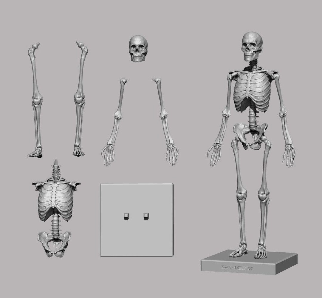 3d Full Skeleton Model 3d Stl Model For 3d Printer And 3d Etsy UK