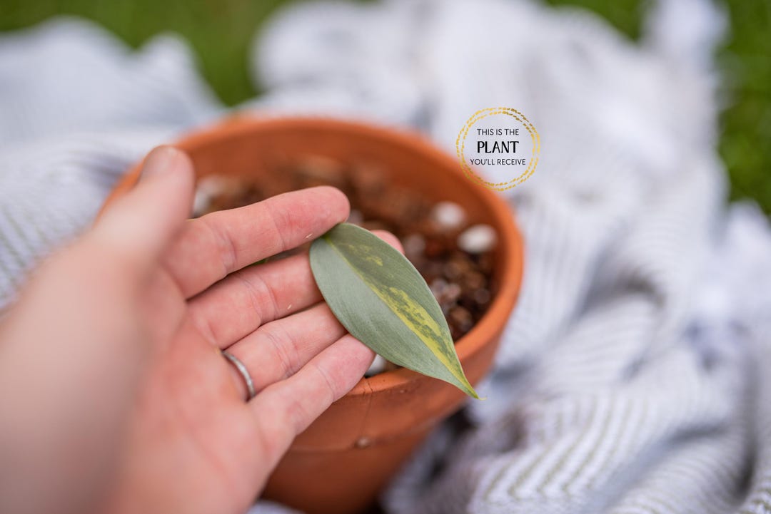 Philodendron Silver Sword Variegated starter Live Plant USA Seller - Etsy