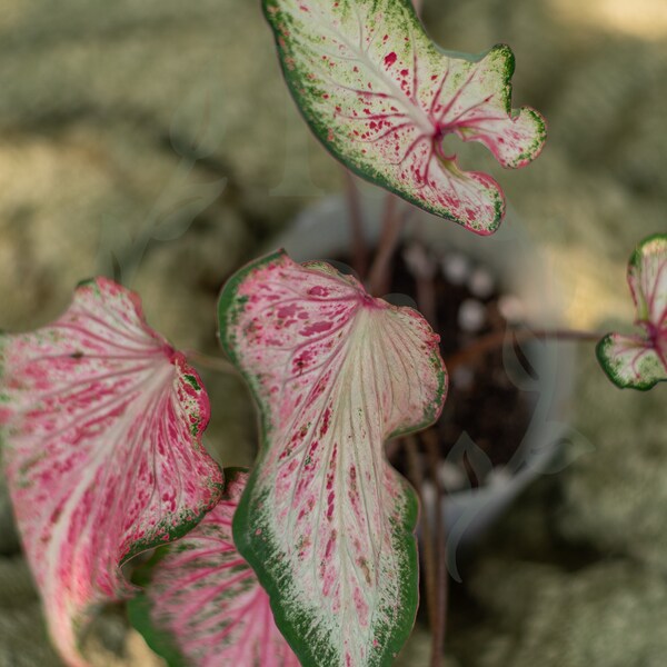 Caladium Bulbs - Etsy