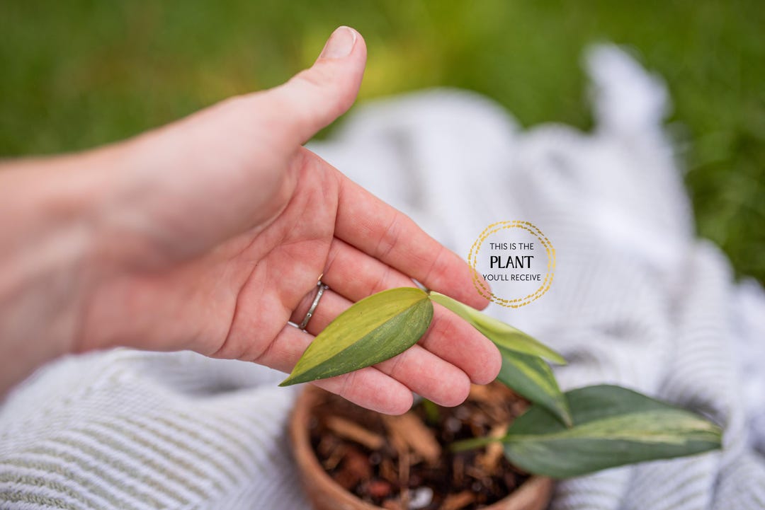 Scindapsus Blue Aurea Live Plant USA Seller - Etsy