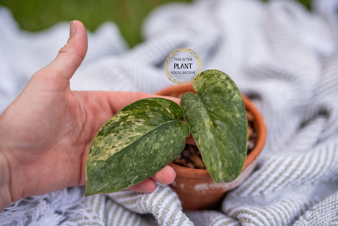 Scindapsus Halimoon Exact Plant US Seller - Etsy