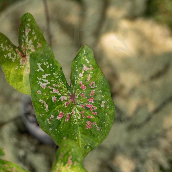 Caladium Bulbs - Etsy