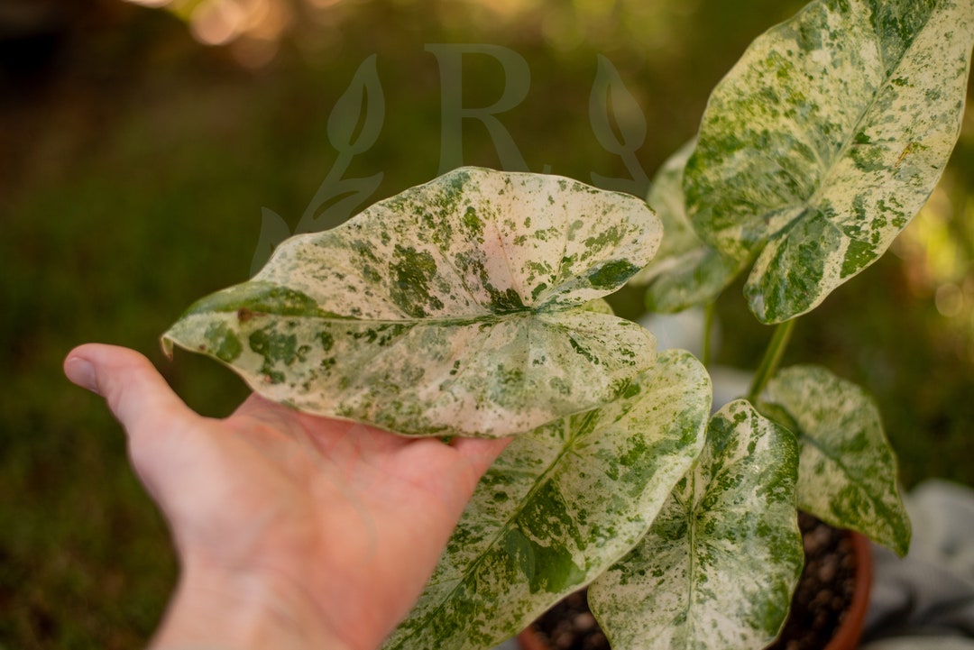 Alocasia Odora Batik Live Plant USA Seller - Etsy