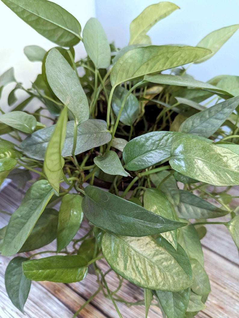 Cebu Blue Pothos Plant Cuttings for Propagation Plant Node - Etsy