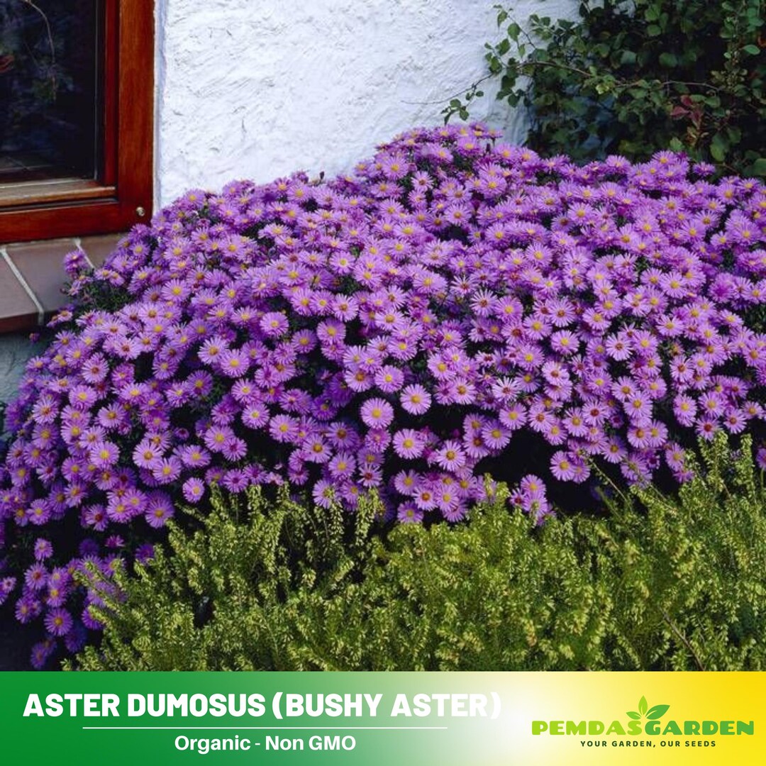 Aster Dumosus (bushy Aster) Seeds-china Aster - Open-pollinated - Asian Garden~ Organic ...
