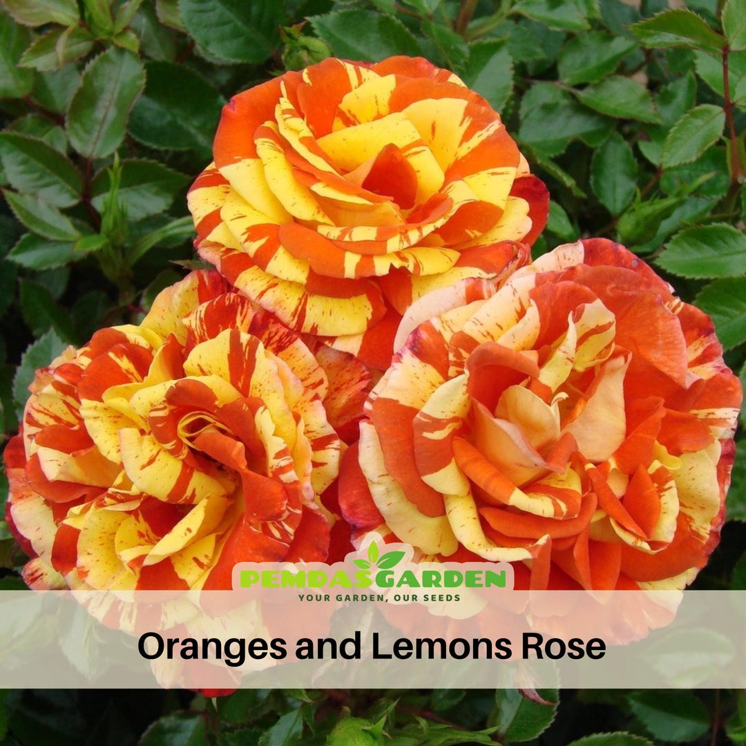 30+ Seeds| Oranges and Lemons Floribunda Rose Seeds - Authentic Seeds ...