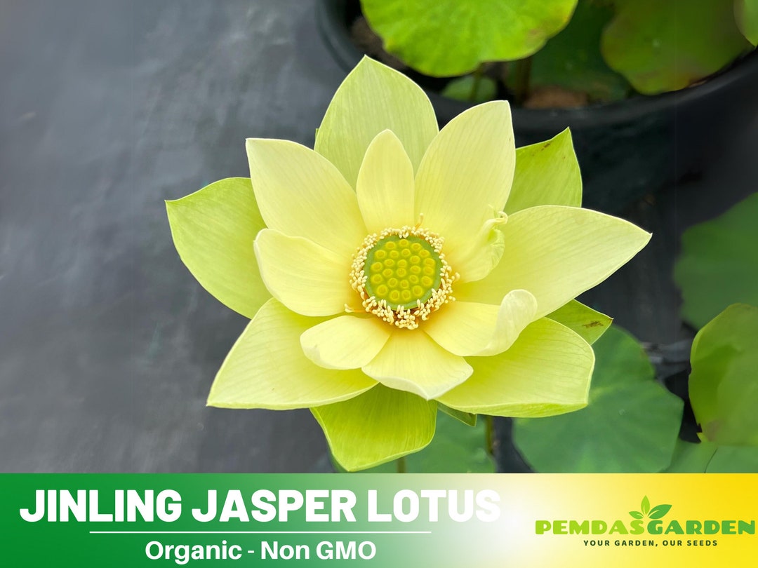 5 Rare Seeds Jinling Jasper Lotus Seeds Indian Lotus nelumbo Nucifera ...
