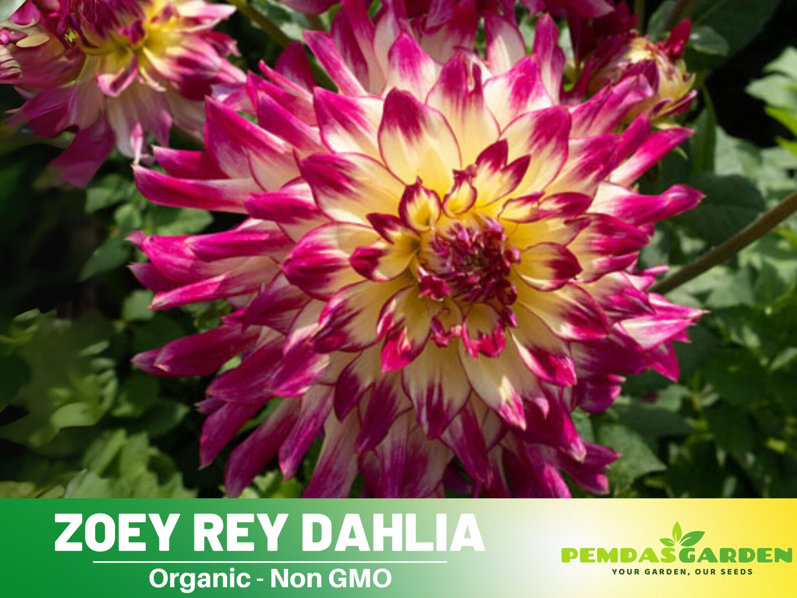 40+ Seeds| Zoey Rey Dahlia Seeds - Pollinator Friendly- Open Pollinated ...