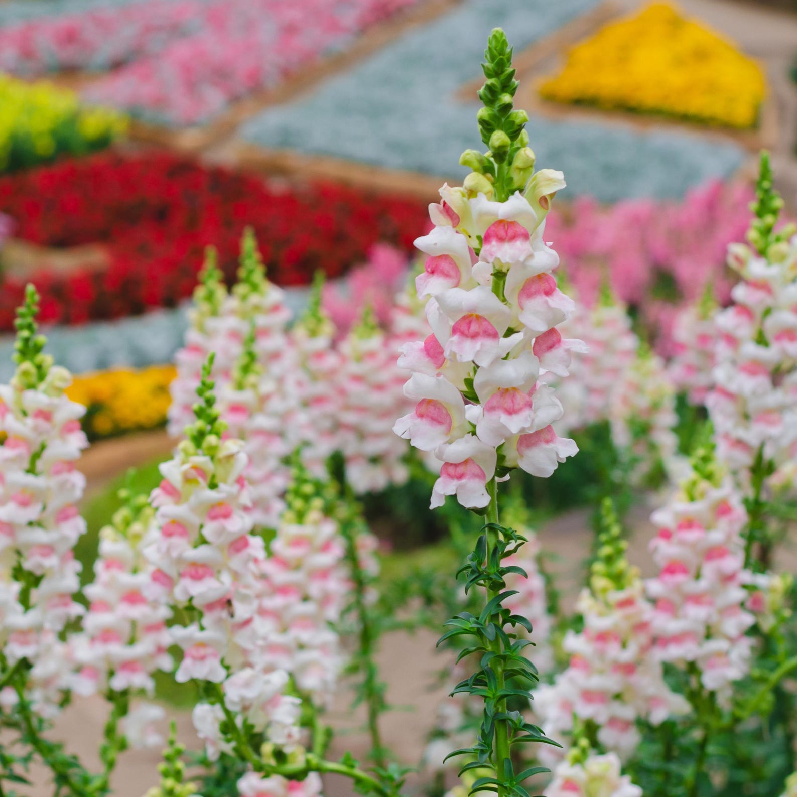 30 Opus Appleblossom Snapdragons Seeds - Cold Resistant - Attracts ...