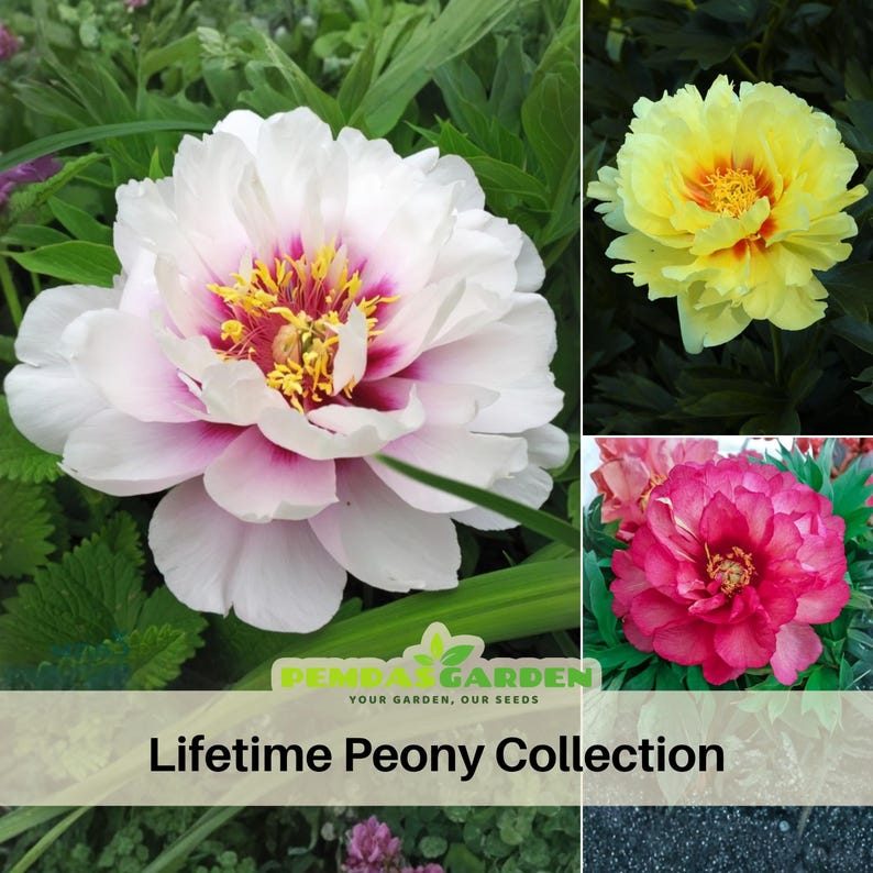 10+seeds| Lifetime Perennial Peony Collection Seeds- Paeonia - Attract ...
