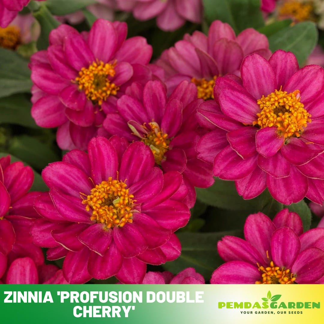 Zinnia 'profusion Double Cherry' - Authentic - Open-pollinated ...