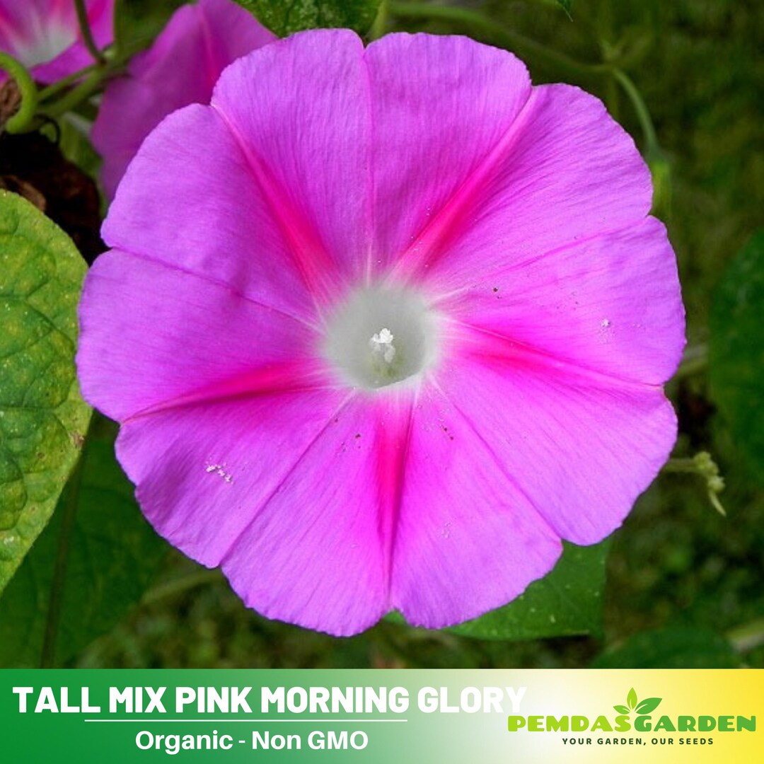 30+seeds|tall Mix Pink Morning Glory Seeds Authentic - Open-pollinated ...