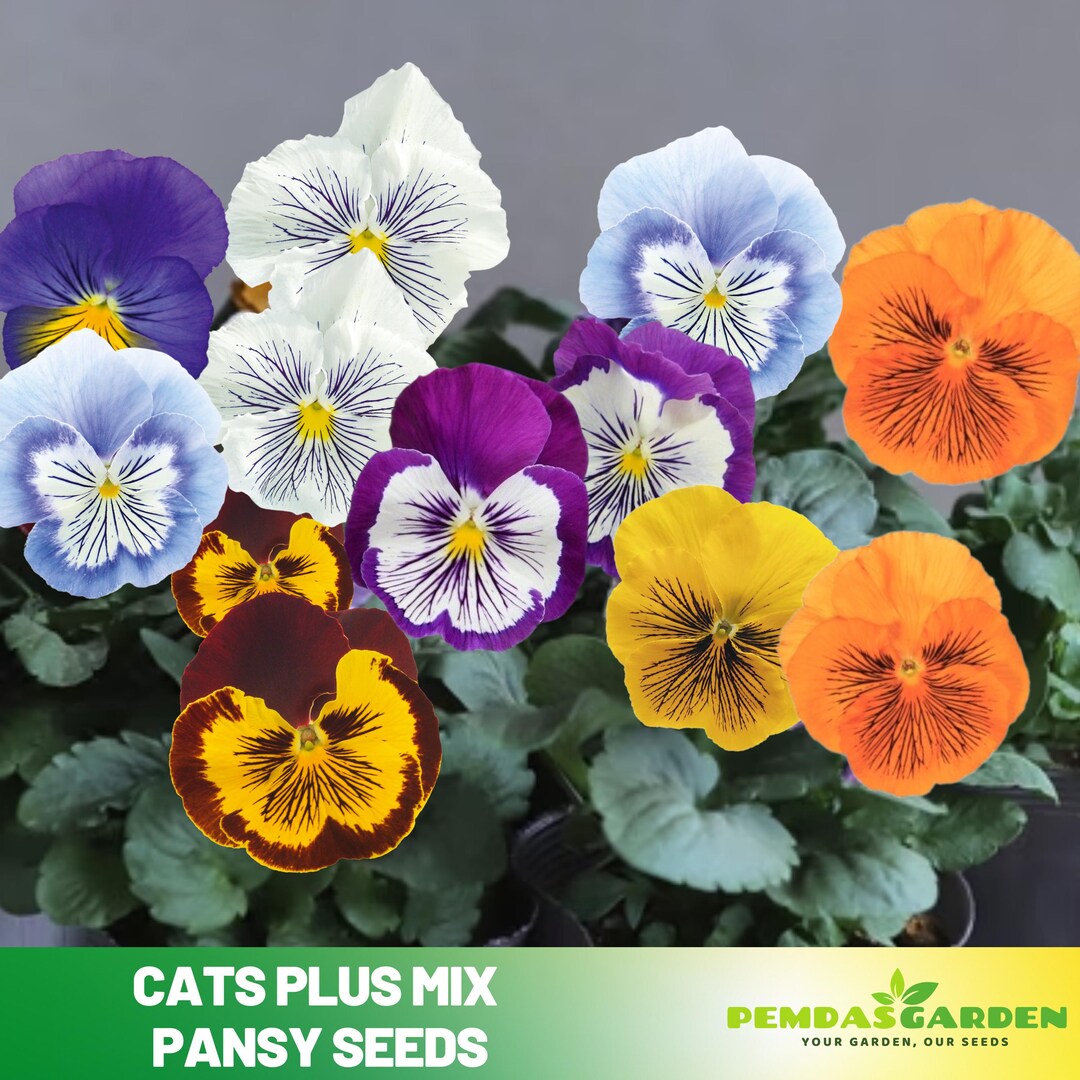 25+ Seeds| Cats Plus Mix Pansy Seeds - Cold Resistant - Draft Resistant ...