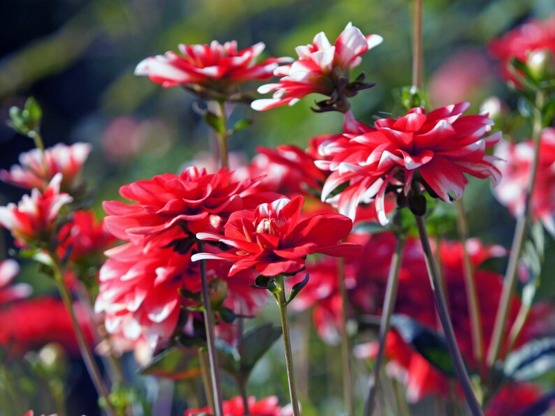 40 Seeds Checkers Dahlia Perennial Seeds Authentic Seeds - Etsy