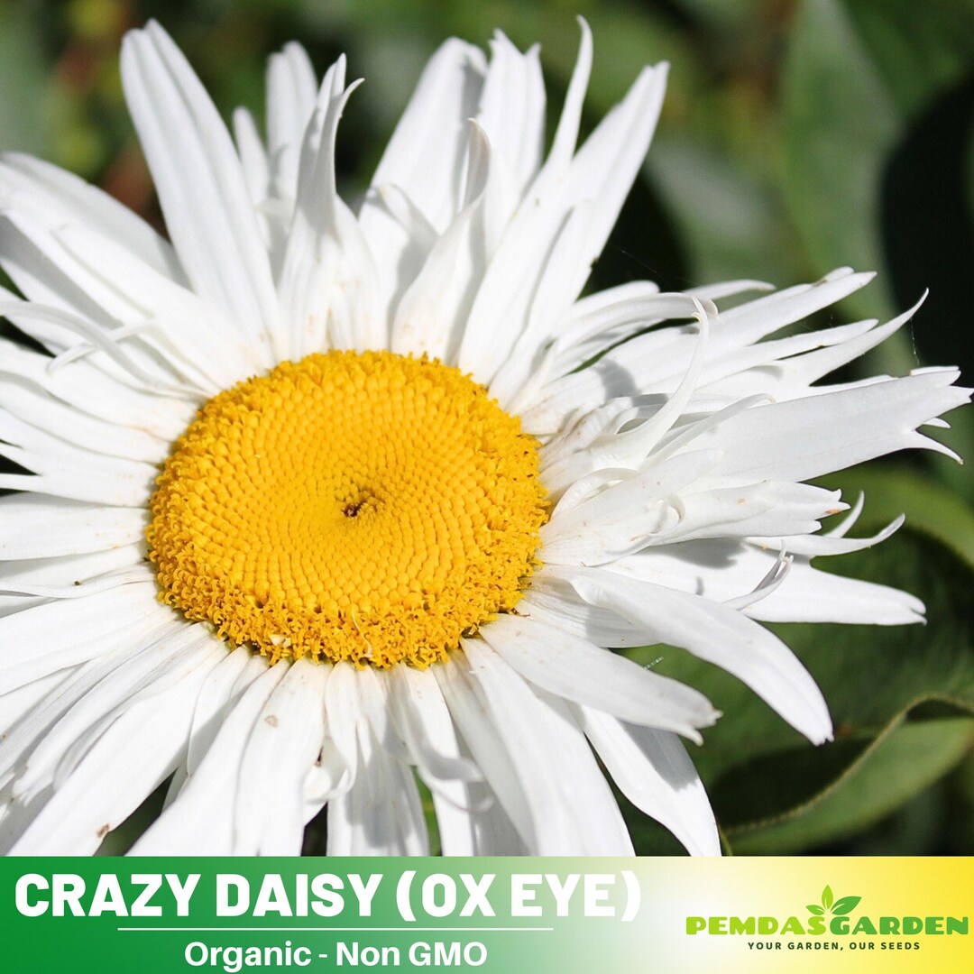 100 Seeds| Crazy Daisy (ox Eye) Seeds - - Authentic - Open-pollinated - Organic - Heirloom ...