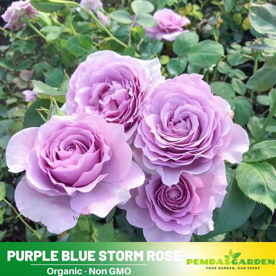 32+ Seeds| Purple Blue Storm Rose Seeds-perennial -authentic Seeds ...