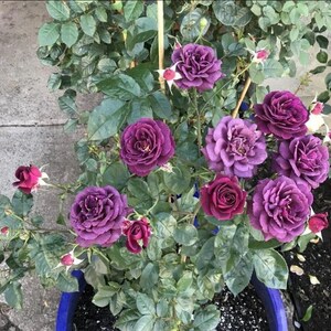 32 Seeds Dark Purple Rose Seeds Authentic Seeds Perennial GMO Free ...