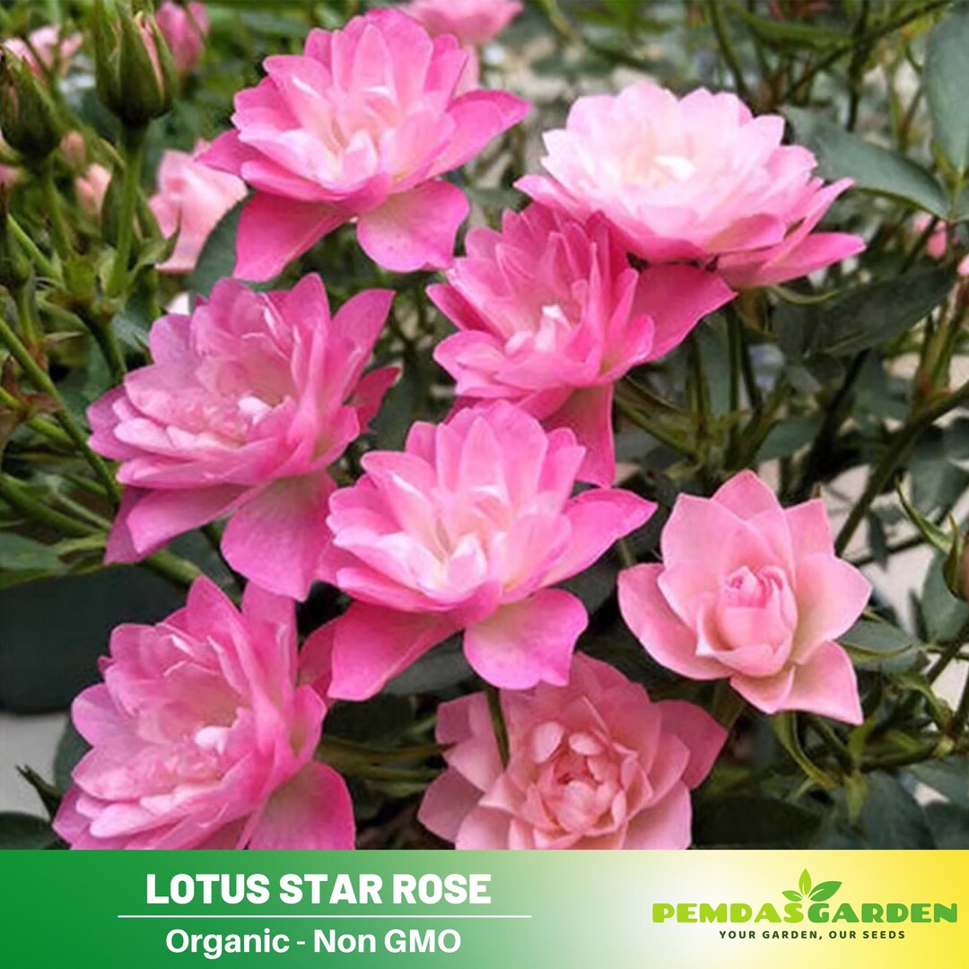 30+ Seeds| Lotus Star Rose Seeds - Authentic - Perennial ~ GMO Free ...
