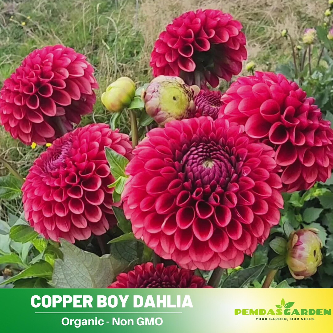 40+ Seeds| Copper Boy Dahlia Seeds - Pollinator Friendly- Open ...