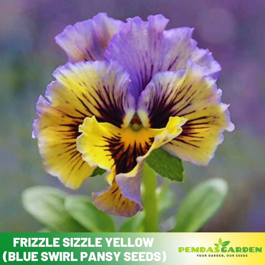 25+ Seeds| Frizzle Sizzle Yellow (blue Swirl Pansy) Seeds - Open ...
