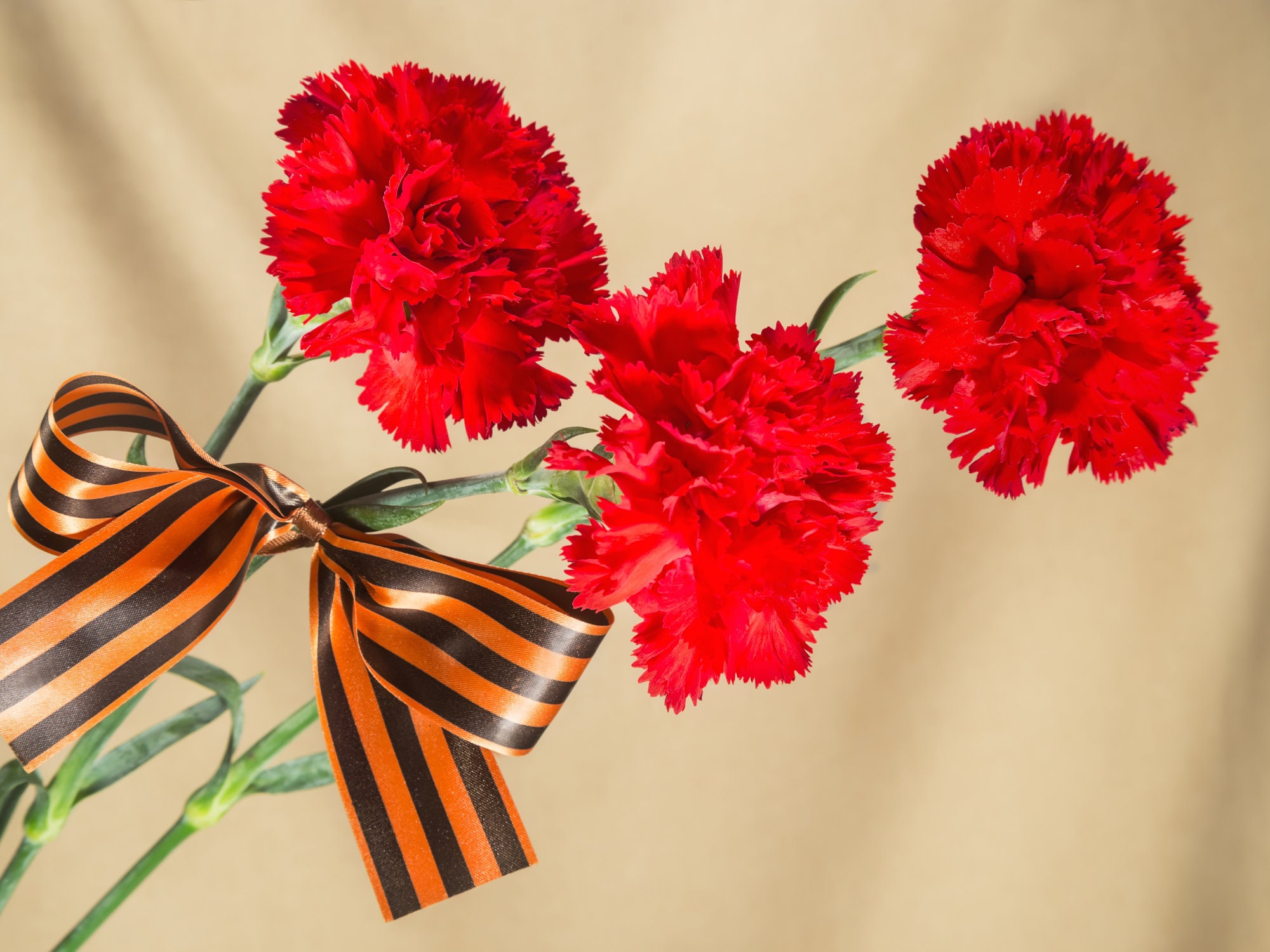30+seeds|red Carnations - Dianthus Seeds - Authentic - Open-pollinated ...
