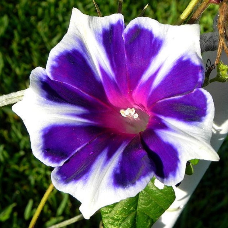 Kikyo Snowflakes Morning Glory Seeds White Blue Speckled Flower Seeds ...