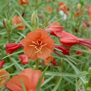 Oenothera Versicolor 'sunset Boulevard' Seeds- Suncups - Sundrops ...