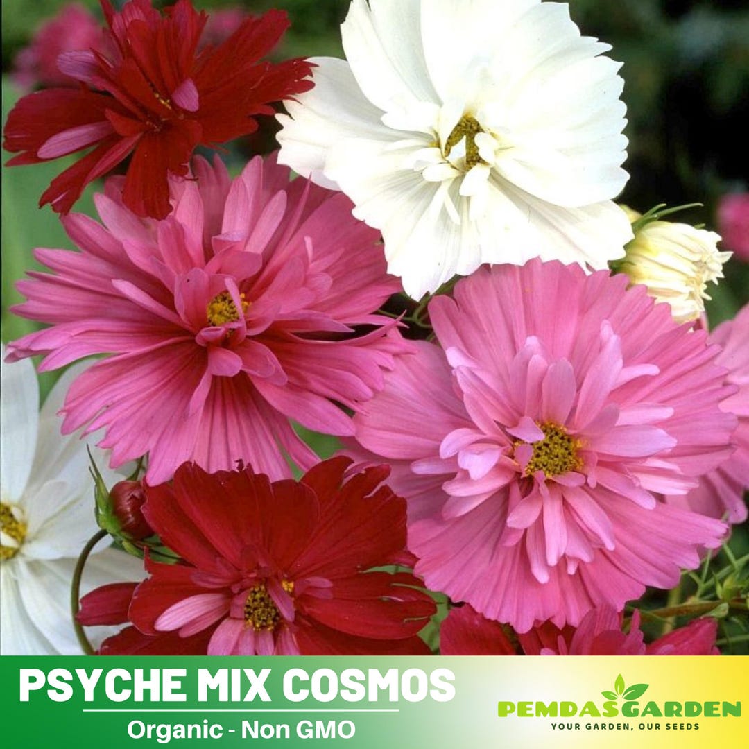 50+ Seeds| Psyche Mix Cosmos Seeds~ Authentic Seeds ~ GMO Free ~ Seeds ...