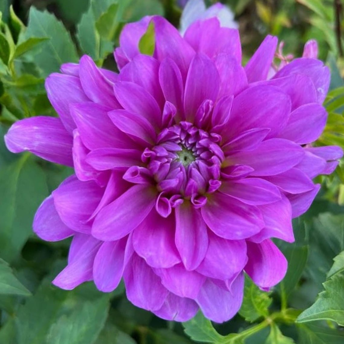 40+ Seeds| Bluetiful Dahlia Seeds Pollinator Friendly- Open Pollinated ...