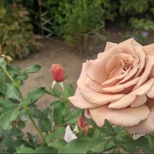 30+ Seeds|koko Loko Floribunda Flower Rose - Authentic Seeds ...
