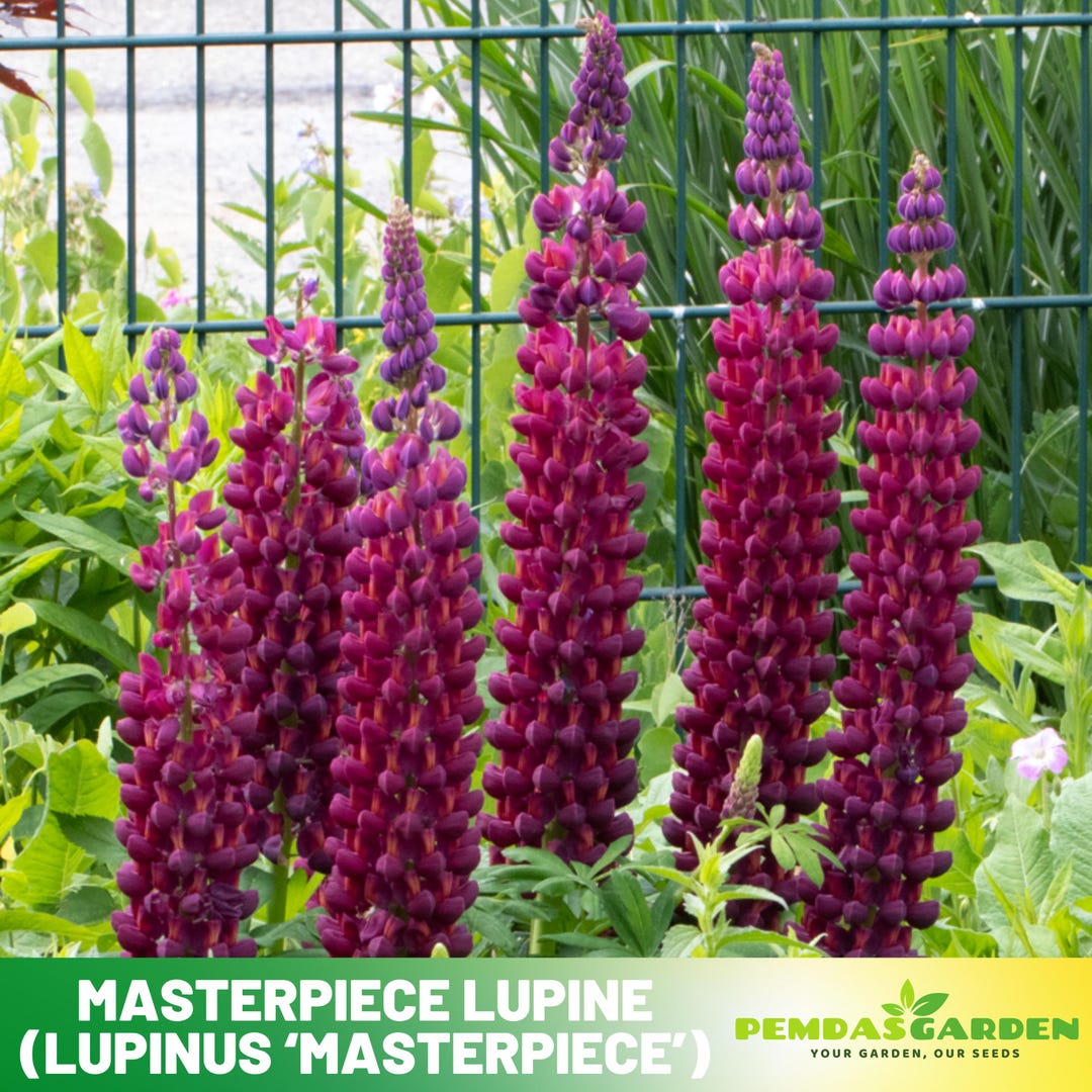 Gallery White Lupine (lupinus ‘gallery White’) Seeds - Lupine Seeds ...