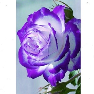 30+ Seeds|purple White Hybrid Tea Flower Rose Seeds - Authentic Seeds ...
