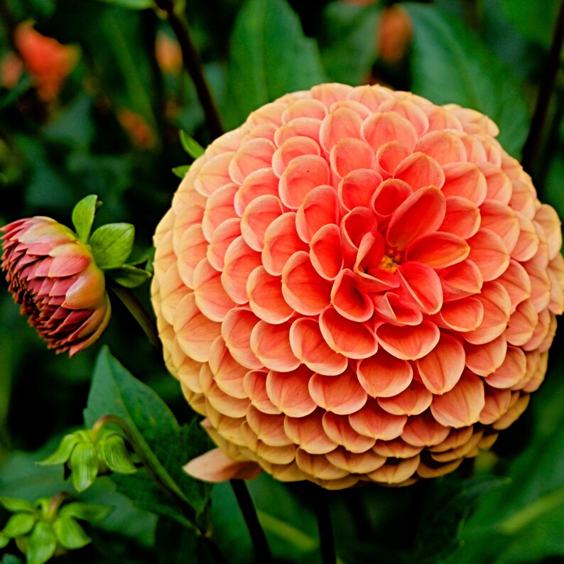 40+ Seeds| Amber Queen Dahlia Seeds -pollinator Friendly- Open ...