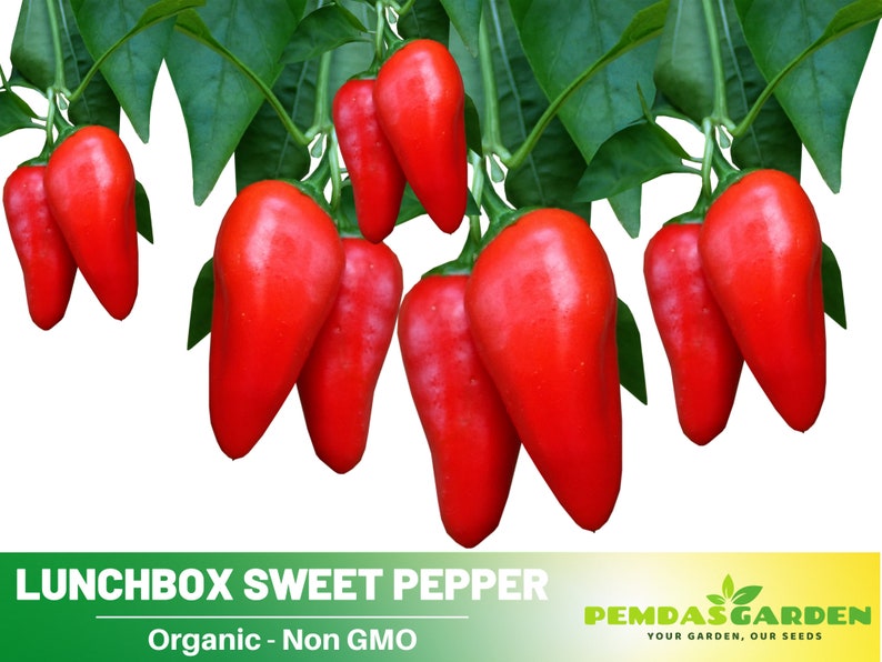 30 Seeds| Lunchbox Sweet Pepper Seeds - Authentic Seeds ~ GMO Free ...