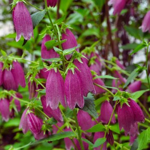 Campanula Punctata 'cherry Bells' - Bellflowers Seeds - Authentic ...
