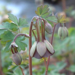 25+ Seeds| 'chocolate Soldier' Columbine Seeds - Cold Resistant ...