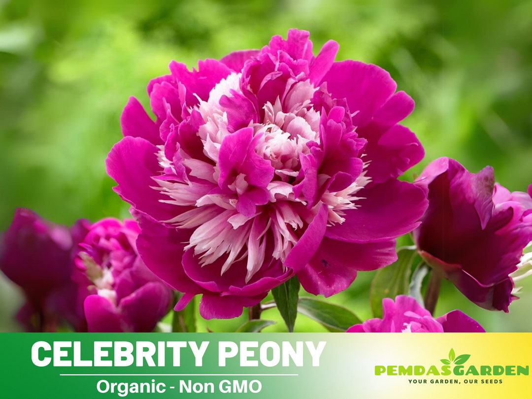 10seeds Celebrity Peony Perennial Seeds Paeonia Attract Butterflies ...