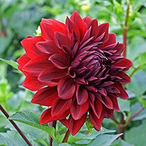 40+ Seeds| Mingus Alex Dahlia Seeds Pollinator Friendly- Open ...