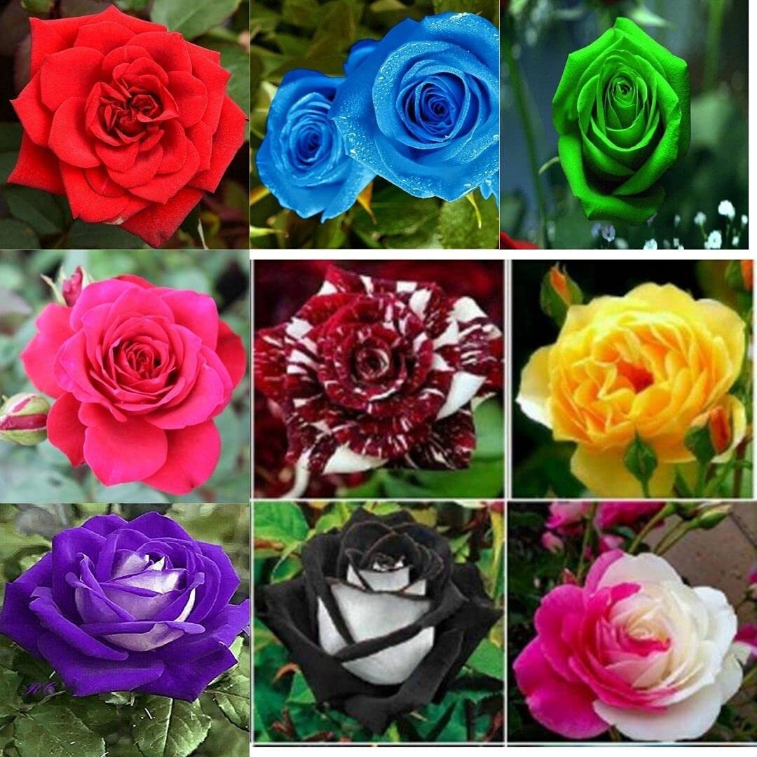 30 Seedsmuti Color Mix Flower Rose Seeds Authentic Seeds - Etsy