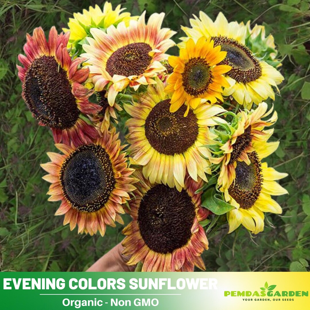 25+seeds|evening Mix Sunflowers Seeds - Helianthus Annuus - Open ...